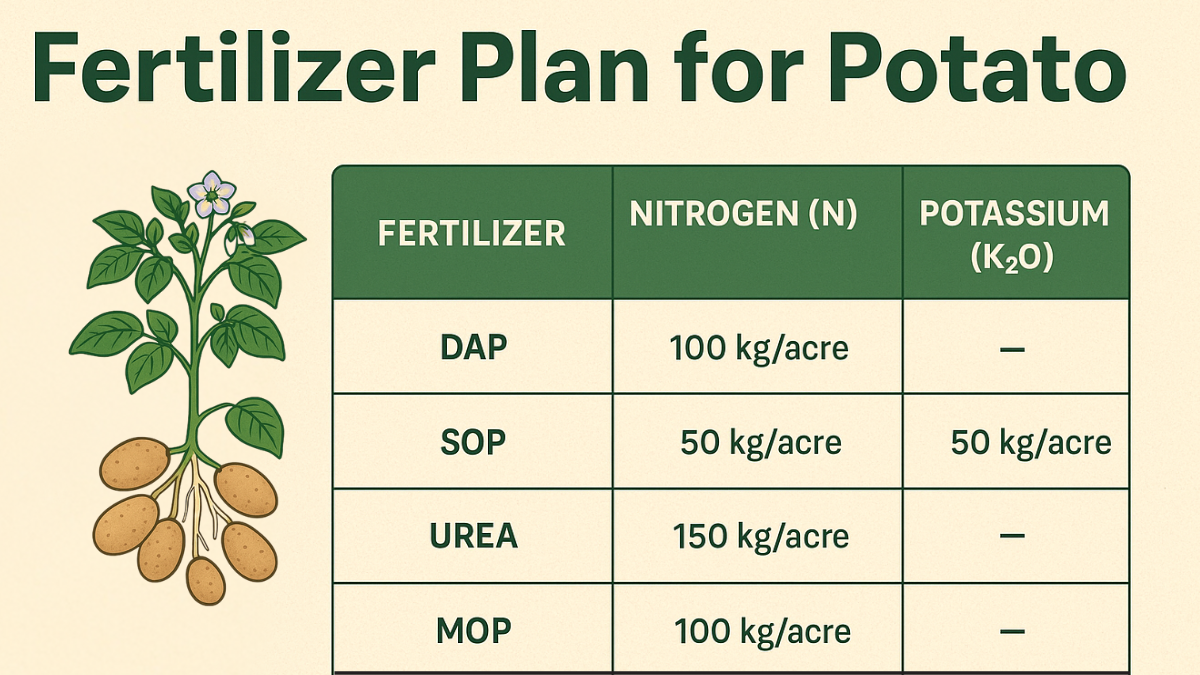 Fertilizer Plan for Potato: Advanced Guide to Boost Yield